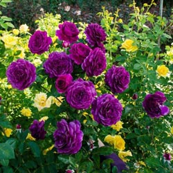 Hybrid Tea Roses - Classic High-Centered Blooms for Cutting Gardens ...