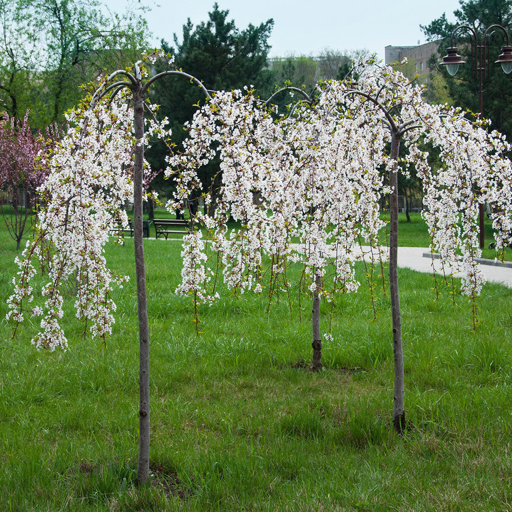 Dwarf Weeping Cherry Tree