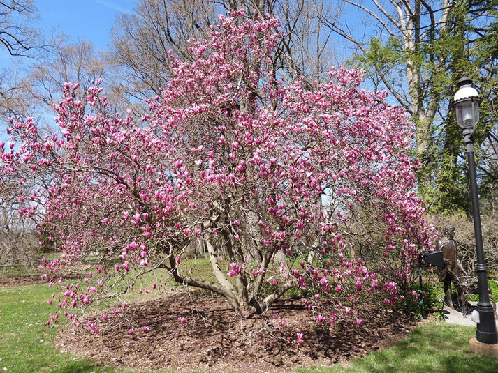 Ann Magnolia (1 Gallon) - Purple-Red Spring Blooms | Needham's Nursery ...