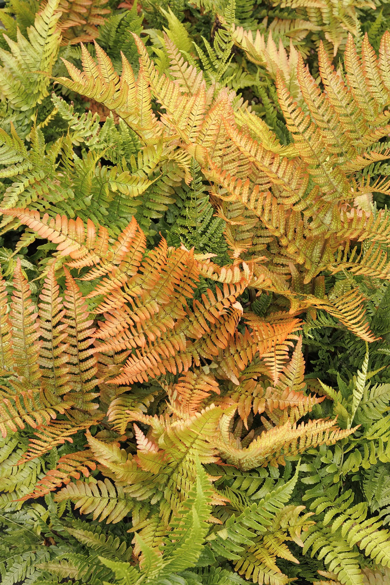 FERN BRILLIANCE AUTUMN FERN (1 gallon) dryopteris erythrosora 'Brillia ...