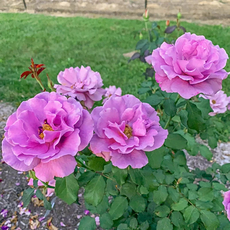 Angel Face Floribunda Rose (3 Gallon) - Award-Winning Fragrant ...
