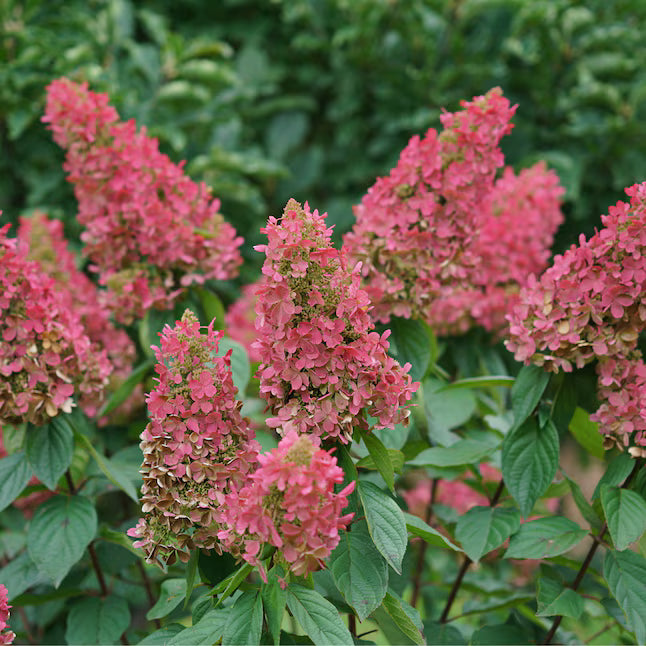 Pinky Winky Prime Hydrangea - Early-Blooming Two-Tone Panicle Hydrangea ...