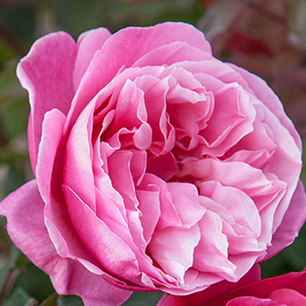 Dee-Lish Hybrid Tea Rose 3 Gallon - Award-Winning Pink Rose | Needham's ...