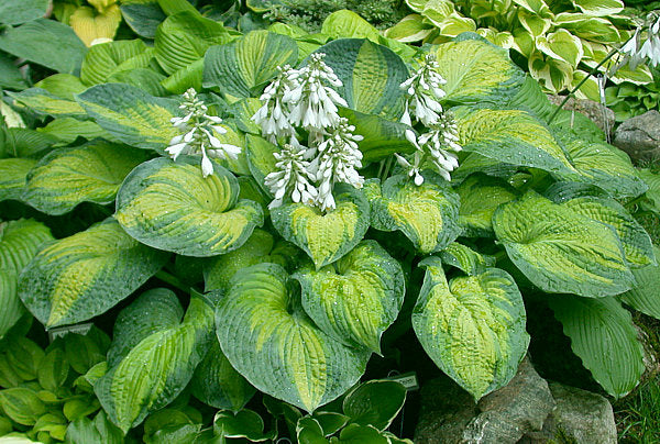 HOSTA GEORGE SMITH (1 quart) hosta x 'george smith' – Needham'sNursery