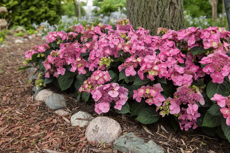 Endless Summer Pop Star Hydrangea - Reblooming Bicolor Shrub – Needham ...