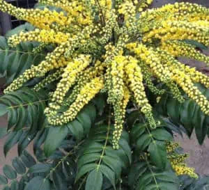 MAHONIA MARVEL (3 gallon) mahonia x media 'Marvel' – Needham'sNursery