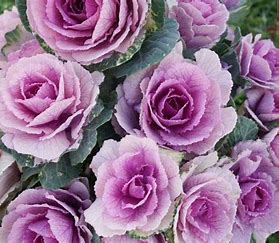 Kale Crane Pink (4") – Needham'sNursery