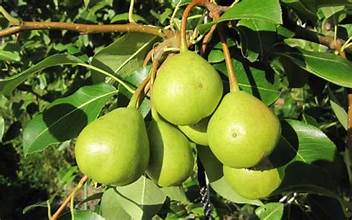 Orient Pear Pollination
