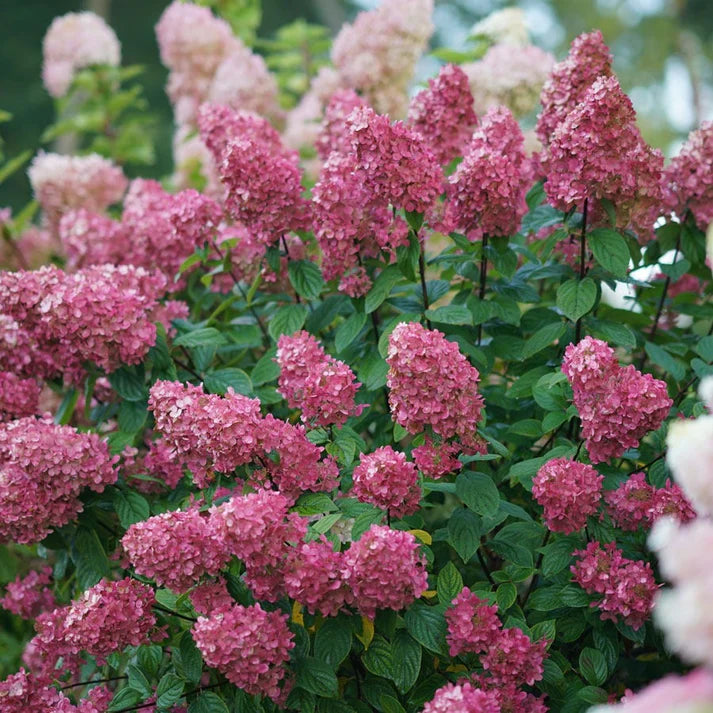FIRELIGHT HYDRANGEA (3 Gallon) hydrangea paniculata 'firelight ...