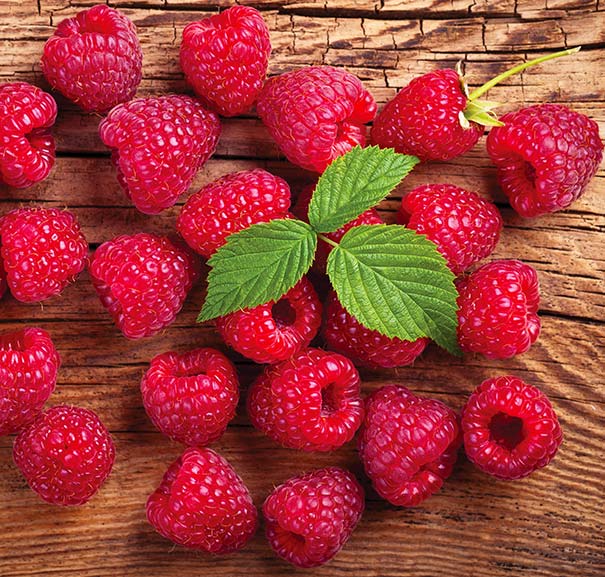 RASPBERRY CANBY THORNLESS RASPBERRY – Needham'sNursery