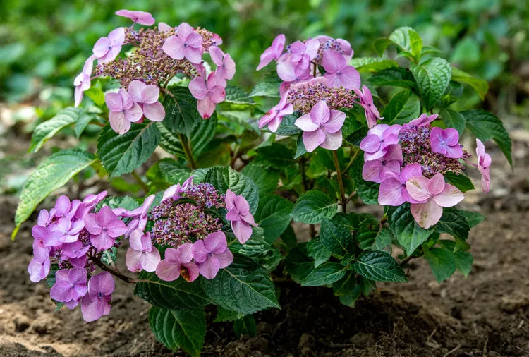 Endless Summer Pop Star Hydrangea - Reblooming Bicolor Shrub – Needham ...