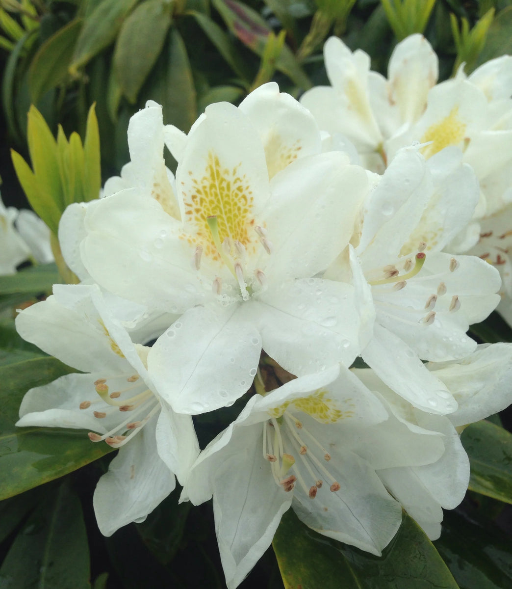 RHODODENDRON CHIONOIDES (3 Gallon) rhododendron ‘chionoides' – Needham ...