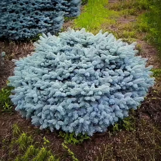 Dwarf Globe Colorado Spruce (3 Gallon) - Blue Evergreen Shrub | Needham ...