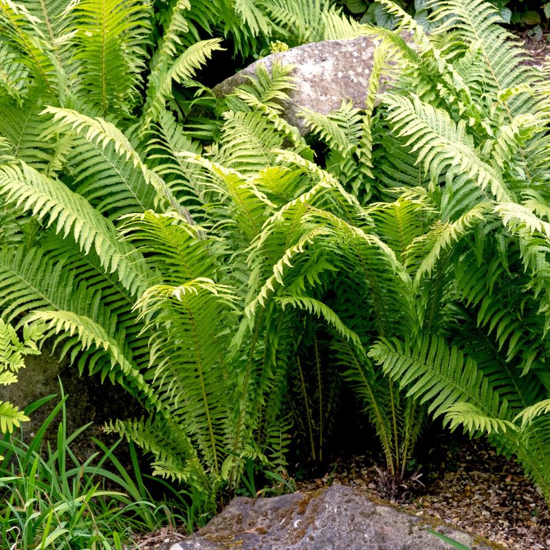 FERN BEAUTIFUL WOOD FERN (1 gallon) dryopteris erythrosora 'beautiful ...