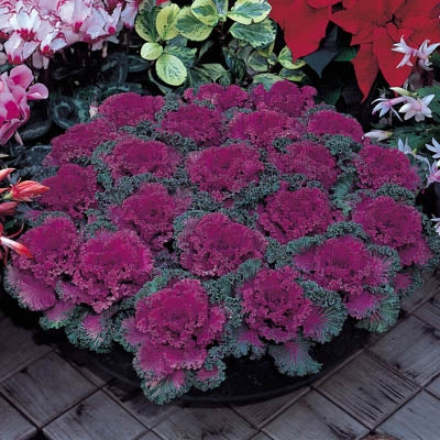 Kale Nagoya Red (8") – Needham'sNursery
