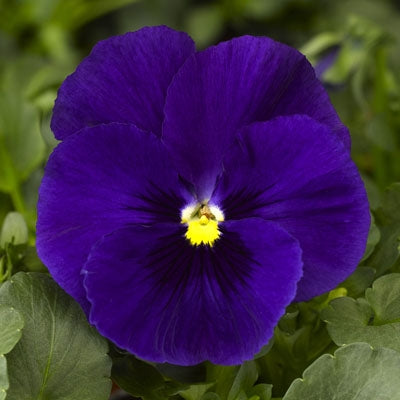 Pansy Majestic Giants II Deep Blue Blotch (4") – Needham'sNursery