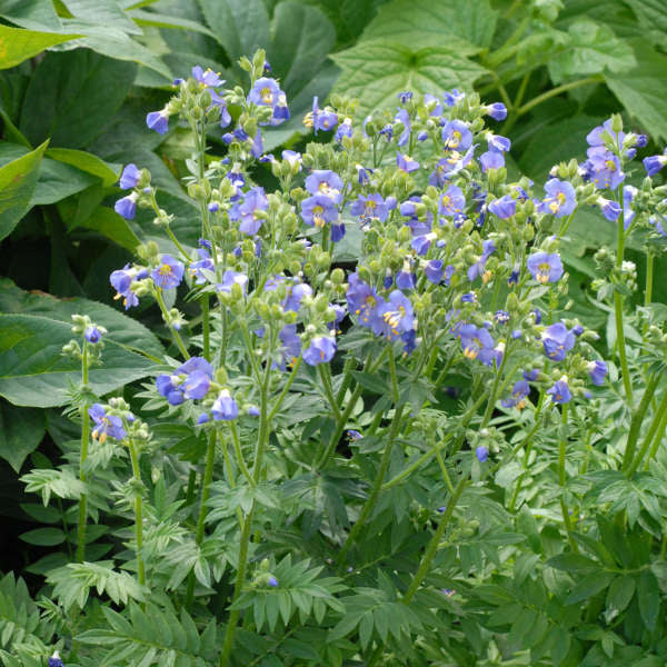 Polemonium Stairway to Heaven - Variegated Jacob's Ladder – Needham ...