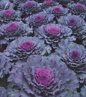 Cabbage Osaka Red (8") – Needham'sNursery
