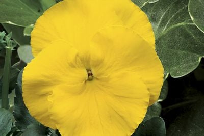 Pansy Delta Pro Clear Yellow (4 PACK) – Needham'sNursery