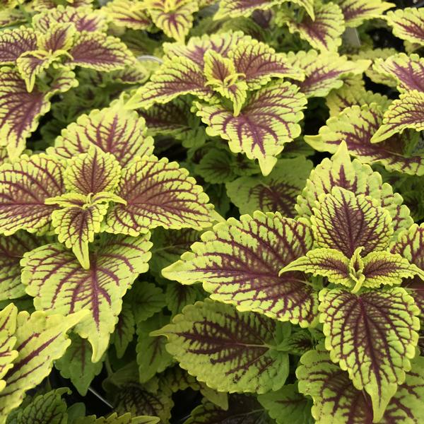 Coleus Golden Dreams (PW) – Needham'sNursery