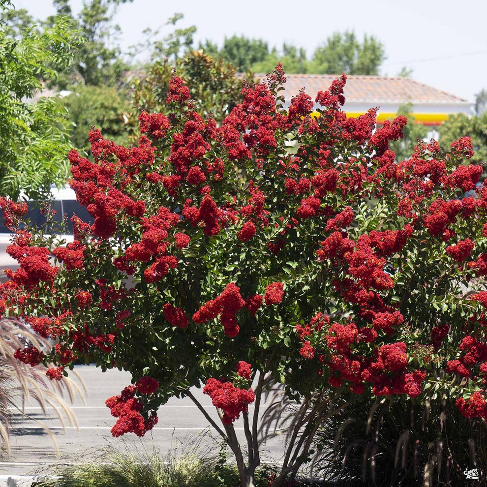 CRAPE MYRTLE DYNAMITE (7 Gallon) lagerstroemia indica 'Dynamite ...