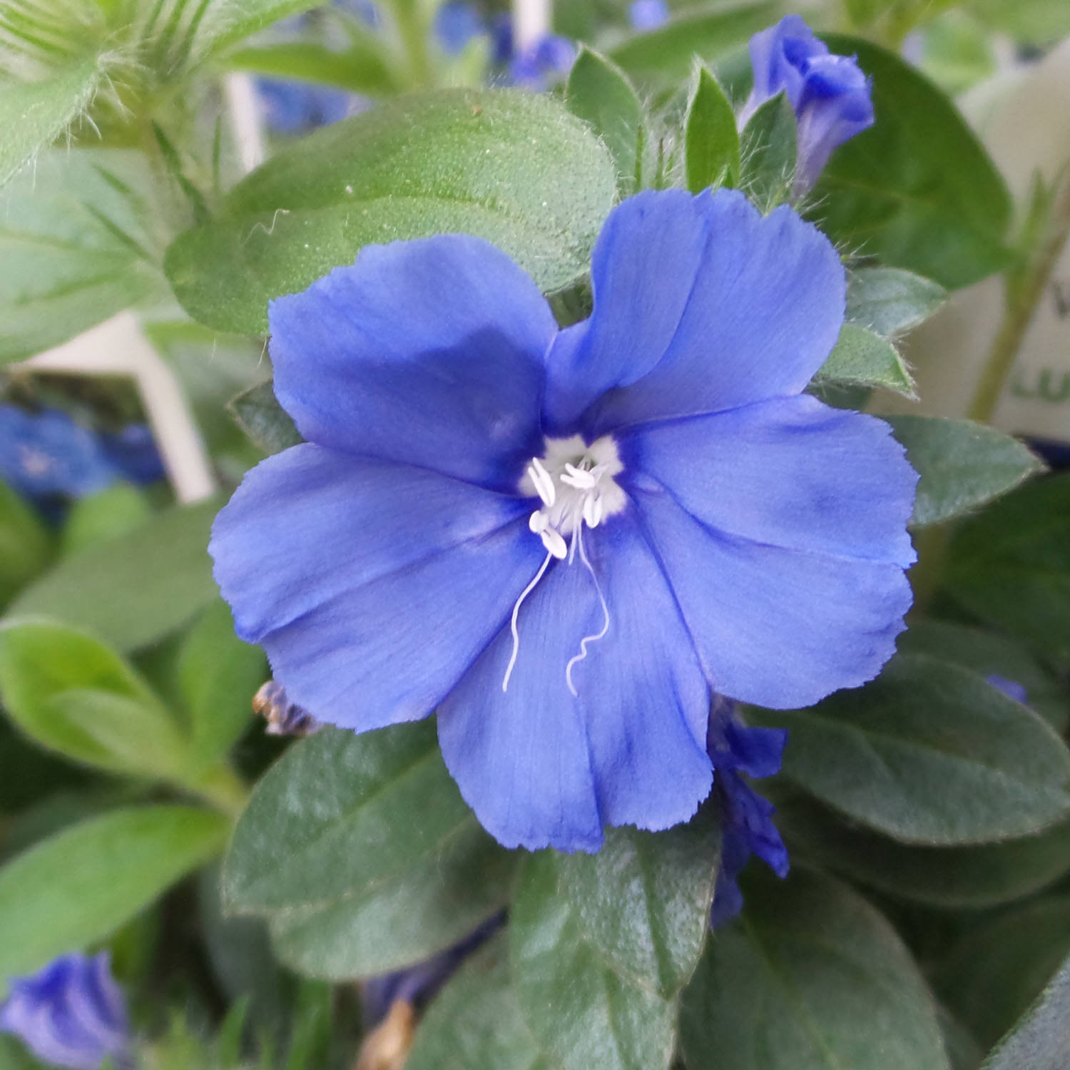 Blue My Mind Evolvulus - True Blue Trailing Annual | Needham's Nursery ...