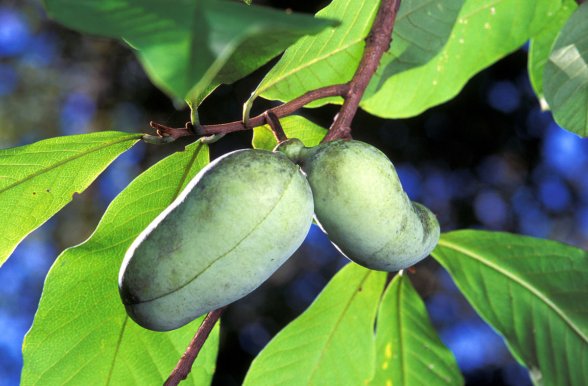 PAW PAW NATIVE TREE – Needham'sNursery