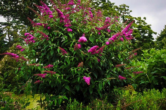 Butterfly Bush Buddleia Davidii Buy Butterfly Towers Magenta Butterfly