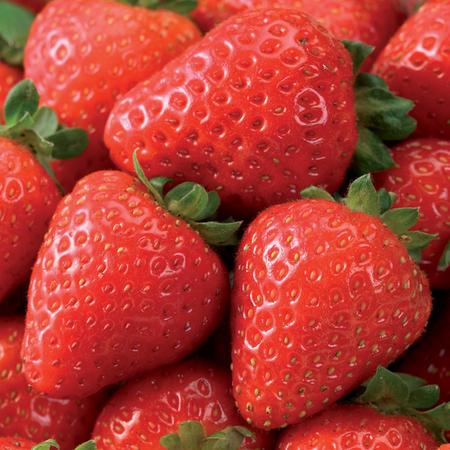 Delizz Strawberry Plants (3.5") | Sweet Compact Strawberry – Needham ...