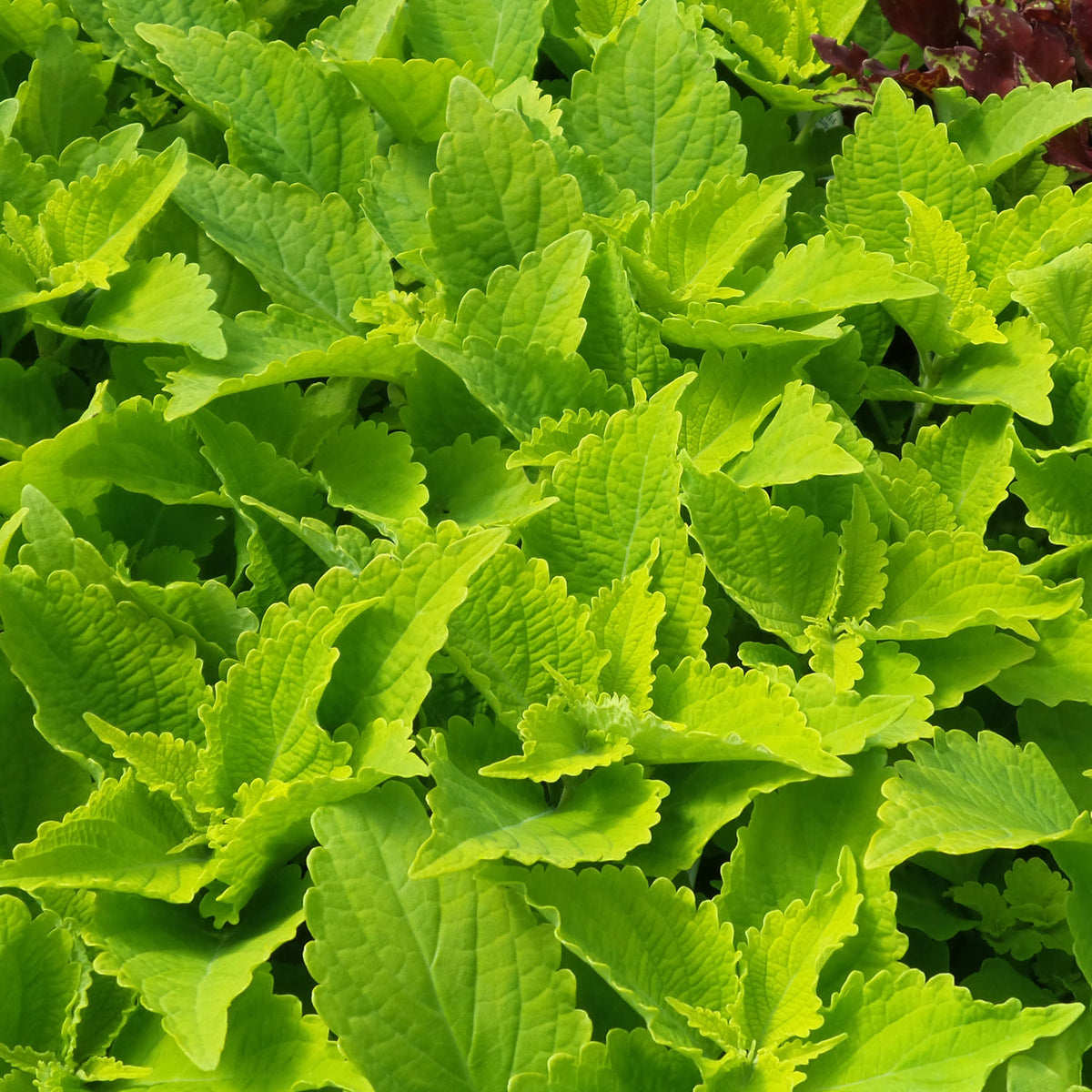 Coleus Lime Time (PW) – Needham'sNursery