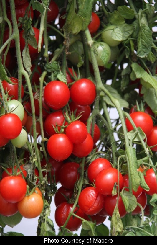 Tomato Topsy Tom (3.5") – Needham'sNursery