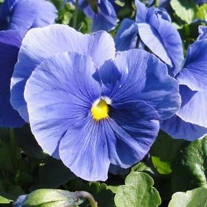 Pansy Delta Pro Clear Light Blue (4 PACK) – Needham'sNursery