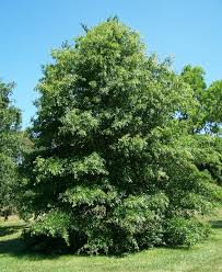 Pin Oak Tree (5 Gallon) - Fast-Growing Shade Tree | Needham's Nursery ...