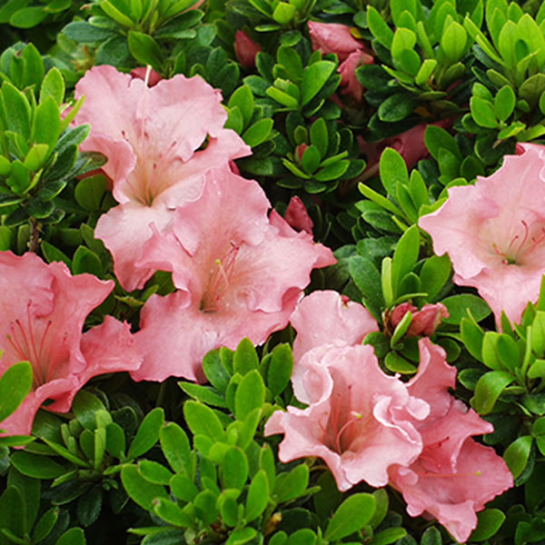 Dwarf Gumpo Pink Azalea List Of Dwarf Azaleas