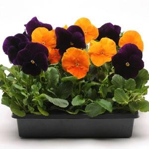 Pansy Halloween Mix (4 PACK) – Needham'sNursery
