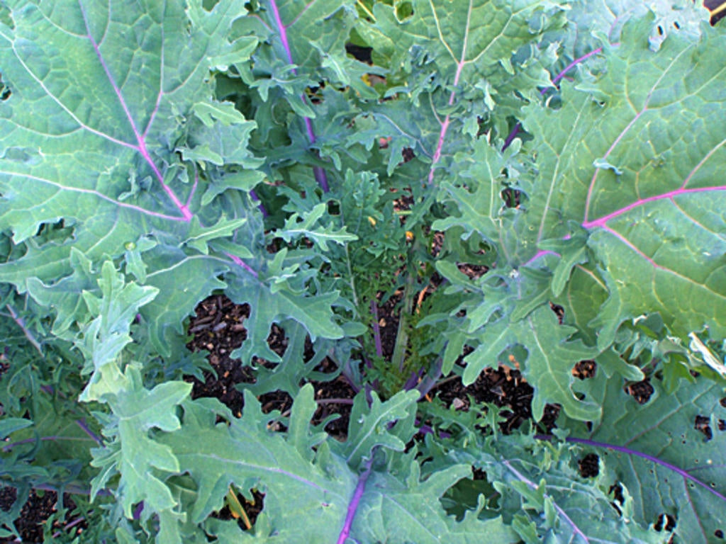 Red Russian Kale Plants 12-Pack - Hardy Heirloom Vegetable | Needham's ...