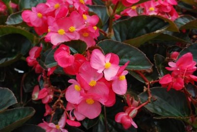 Begonia Senator IQ Deep Rose (Bronze Leaf) (6-06 Pack) – Needham'sNursery