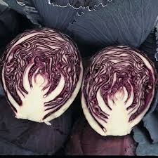 Ruby Ball Cabbage - Early Red Cabbage 12-04 Pack – Needham'sNursery