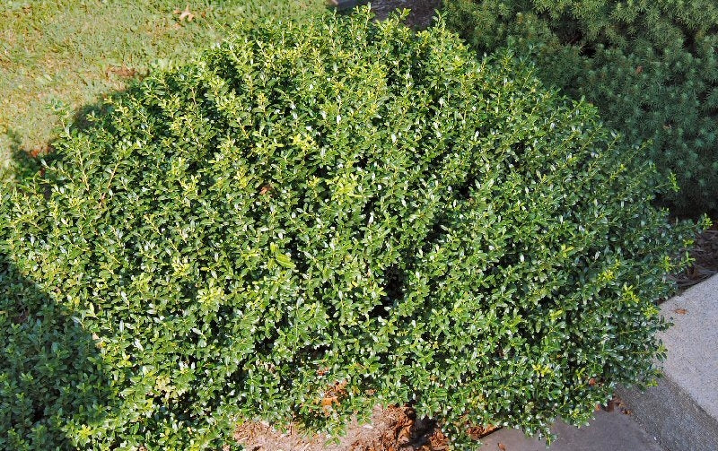 HOLLY HELLERI JAPANESE (3 Gallon) ilex crenata ‘Helleri’ – Needham'sNursery