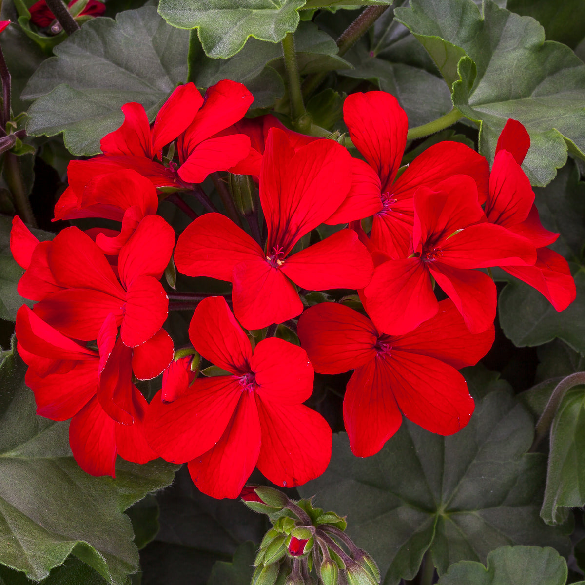 Geranium Caliente Fire (4.5" Pot) – Needham'sNursery