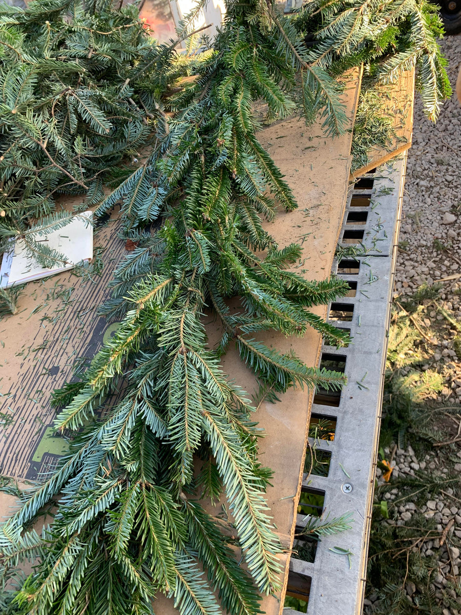 Fraser Fir Roping – Needham'sNursery